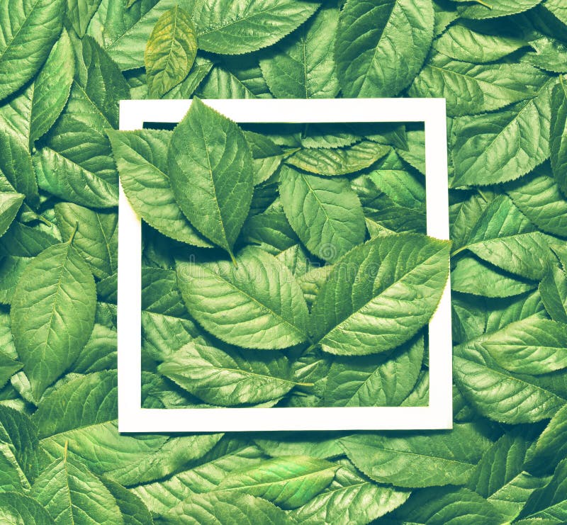 Creative Layout Made of Leaves with Paper Card Note. Flat Lay Stock ...