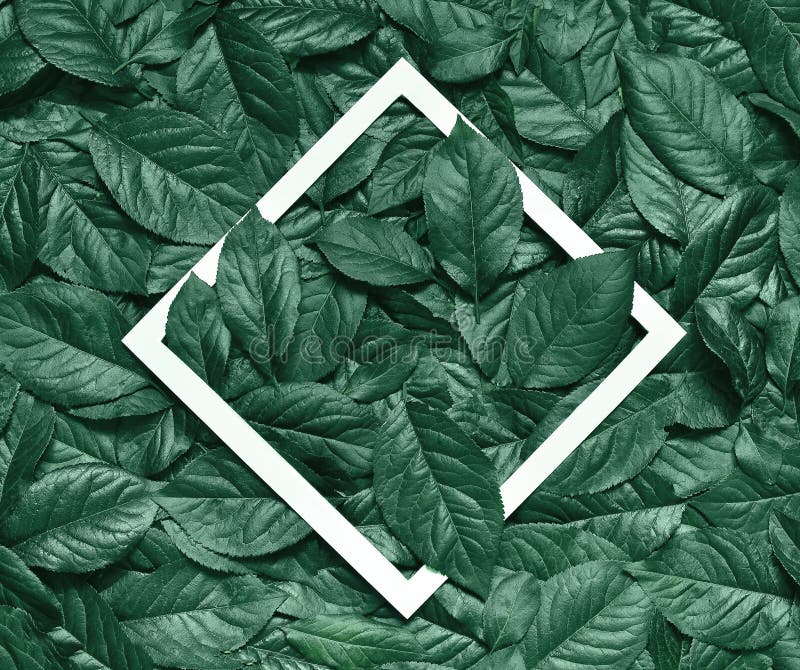 Creative Layout Made Leaves with White Paper Frame. Flat Lay Stock ...