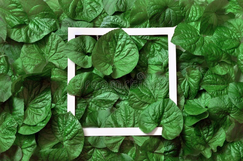 Creative Layout Made of Leaves with Paper Frame. Flat Lay Stock Image ...