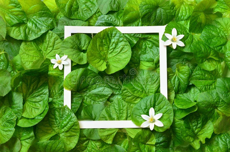 Creative Layout Made of Leaves with Paper Frame. Flat Lay. Nature ...