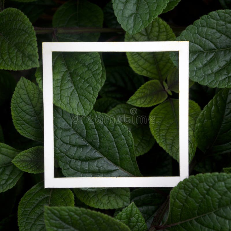 Creative Layout Made Leaves with White Paper Frame. Flat Lay. Nature ...
