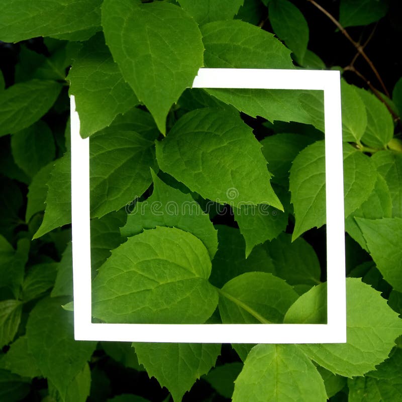 Creative Layout Made Leaves with White Paper Frame. Flat Lay. Nature ...