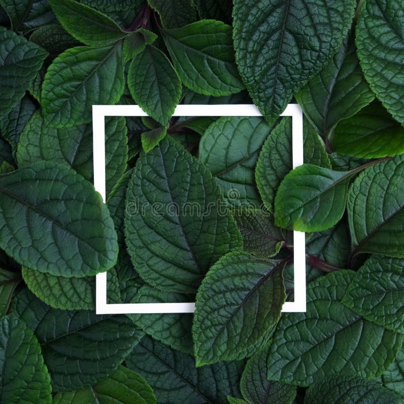 Creative Layout Made Leaves with White Paper Frame. Flat Lay. Nature ...