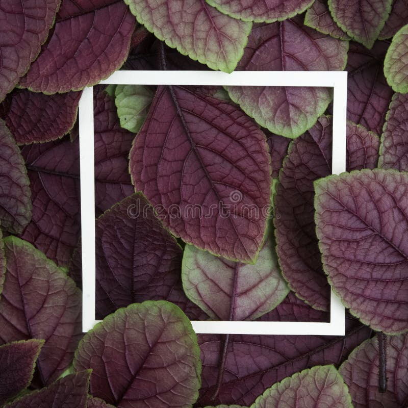 Creative Layout Made Leaves with White Paper Frame. Flat Lay. Nature ...