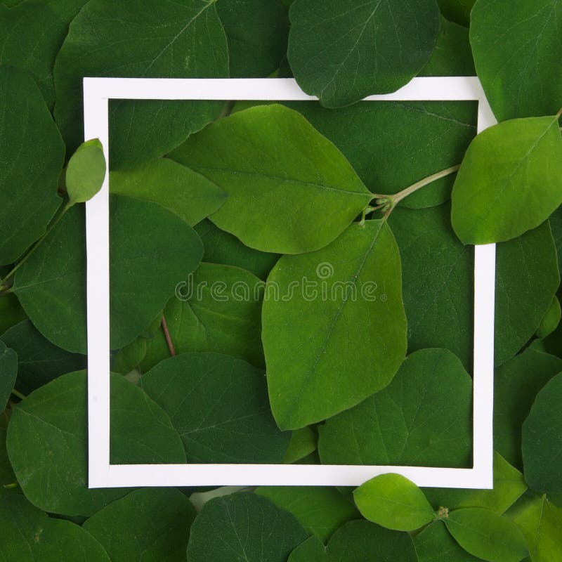 Creative Layout Made Leaves with White Paper Frame. Flat Lay. Nature ...