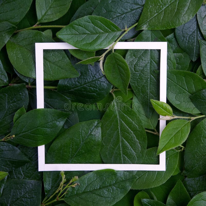 Creative Layout Made Leaves with White Paper Frame. Flat Lay. Nature ...