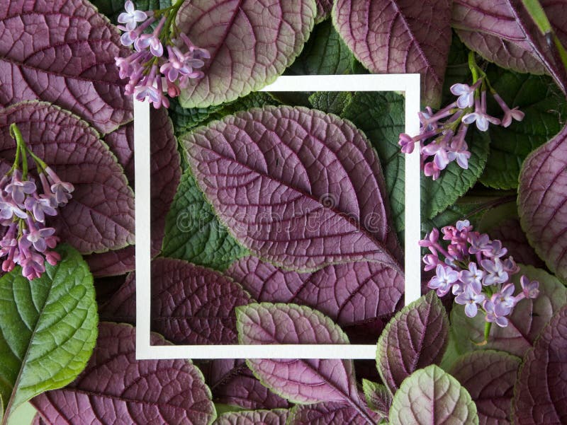 Creative Layout Made Leaves with White Paper Frame. Flat Lay. Nature ...