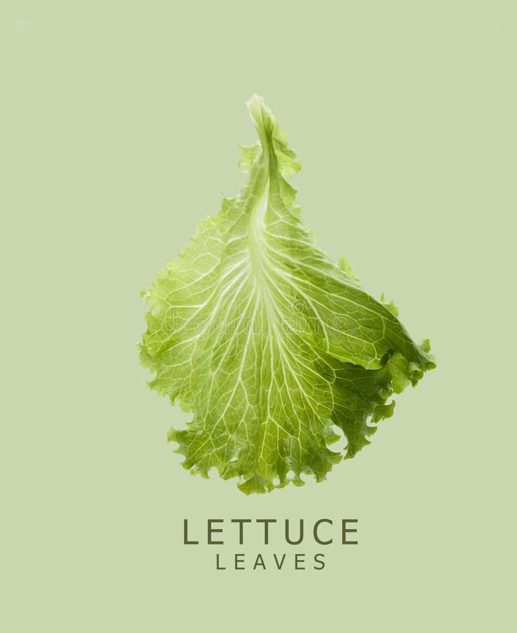 Creative Layout Made of Lettuce. Flat Lay. Food Concept Stock Photo ...