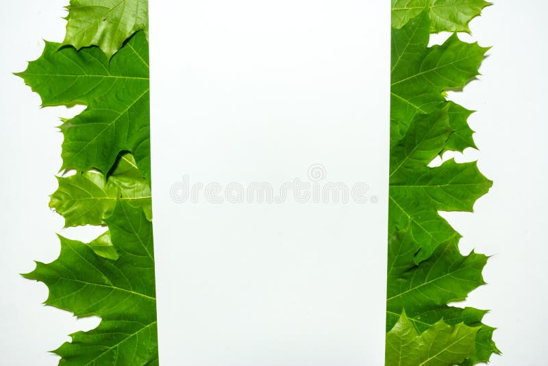 Creative Layout of Maple Tree Green Leaves. Flat Lay. Nature Background ...
