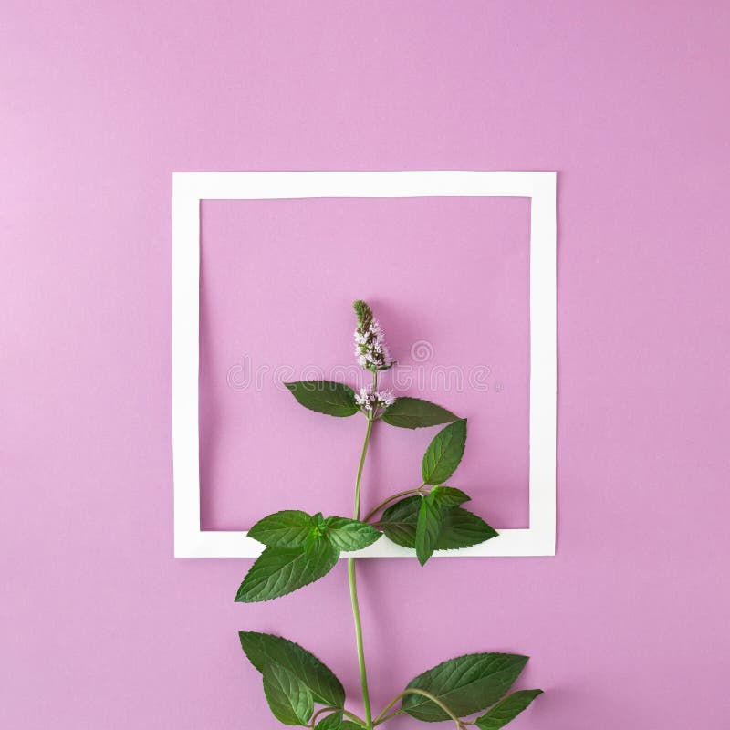 Creative Layout Made of Medicinal Mint on Light Purple Background with ...