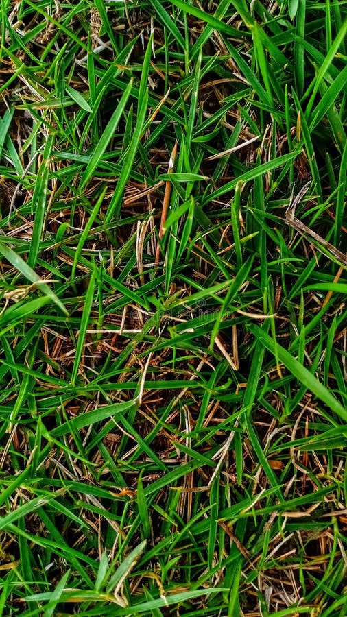 Creative Layout Made of a Mix of Dry Grass and Green Grass.Nature ...