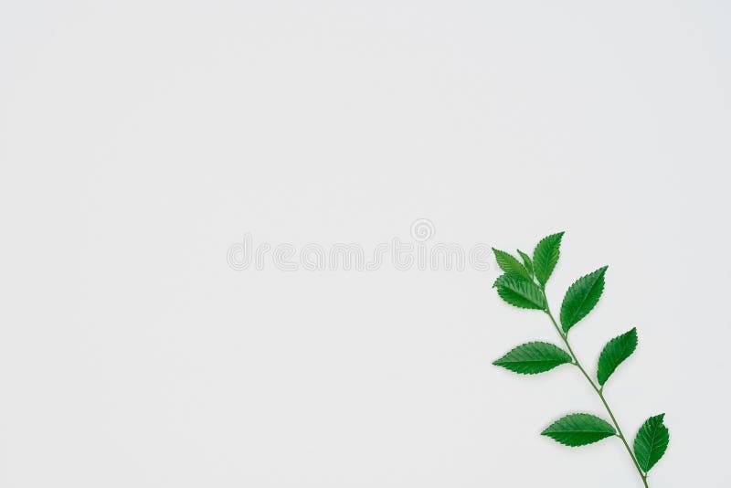 Creative Layout Made of Papers and Leaves Flat Lay. Minimal Nature ...