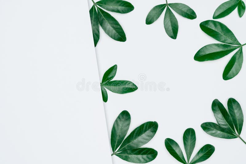 Creative Layout Made of Papers and Leaves Flat Lay. Minimal Nature ...
