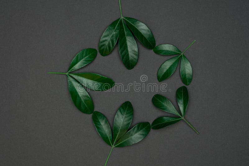 Creative Layout Made of Papers and Leaves Flat Lay. Minimal Nature ...