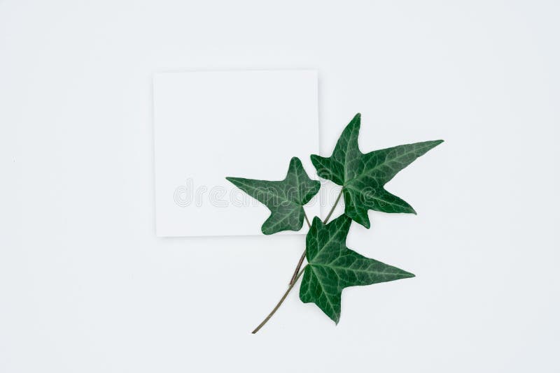 Creative Layout Made of Papers and Leaves Flat Lay. Minimal Nature ...