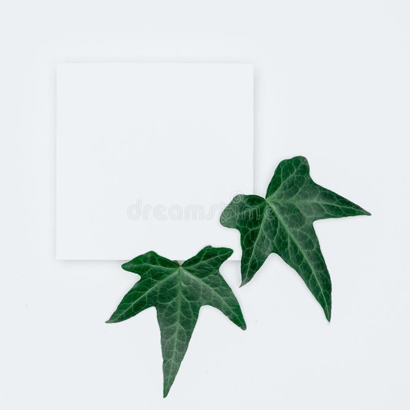 Creative Layout Made of Papers and Leaves Flat Lay. Minimal Nature ...