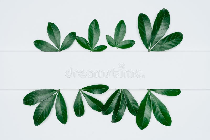 Creative Layout Made of Papers and Leaves Flat Lay. Minimal Nature ...