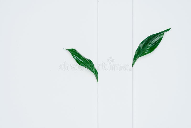 Creative Layout Made of Papers and Leaves Flat Lay. Minimal Nature ...