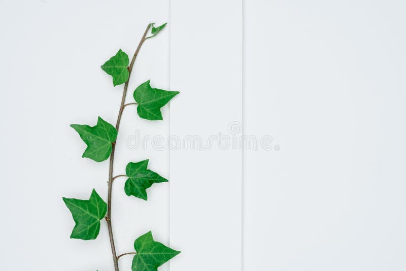 Creative Layout Made of Papers and Leaves Flat Lay. Minimal Nature ...