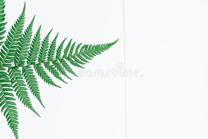 Creative Layout Made of Papers and Leaves Flat Lay. Minimal Nature ...