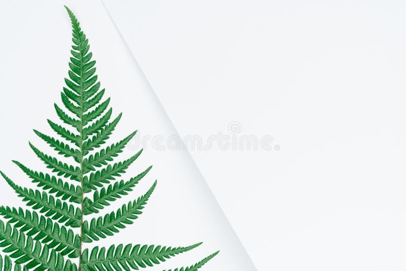 Creative Layout Made of Papers and Leaves Flat Lay. Minimal Nature ...