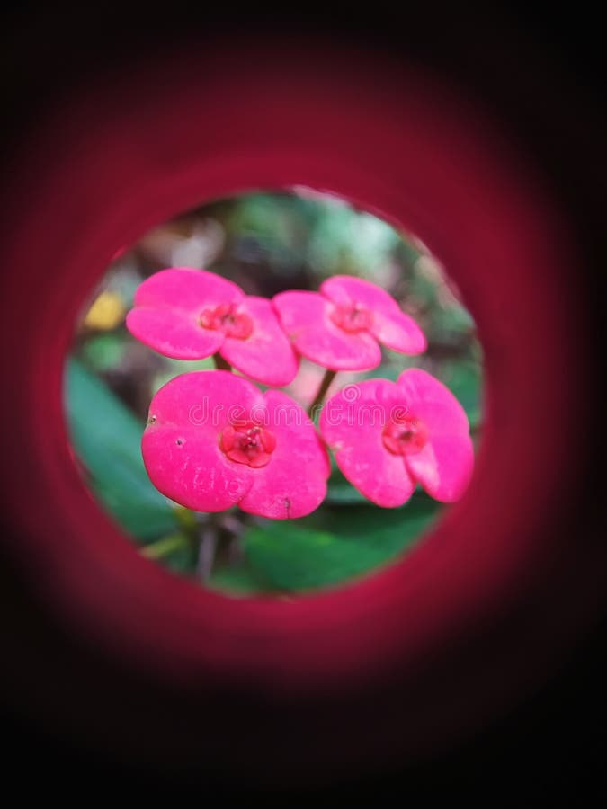 Creative Layout Made of Pinj Leaves .flat Lay Stock Photo - Image of ...