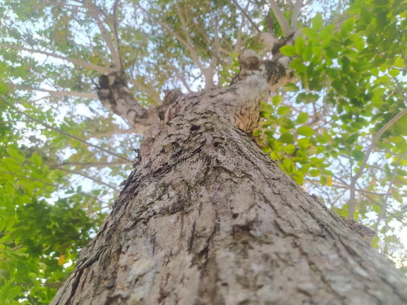 Creative Layout Made of Pterocarpus Indicus Tree Stock Photo - Image of ...