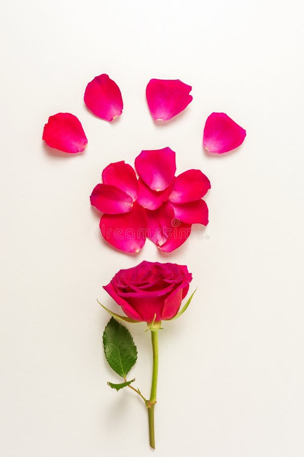 Creative Layout Made with Red Rose and Roses Petals. Minimal Nature ...