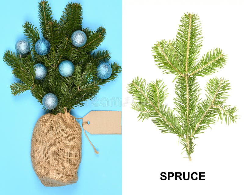 Creative Layout Made of Spruce Branch and Christmas Decorations Stock ...