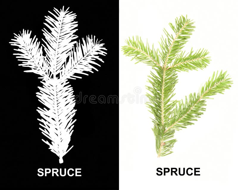Creative Layout Made of Spruce Branch. High Resolution Photo Stock ...