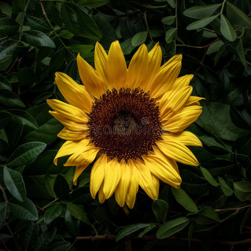 1,109 Minimal Sunflower Stock Photos - Free & Royalty-Free Stock Photos ...