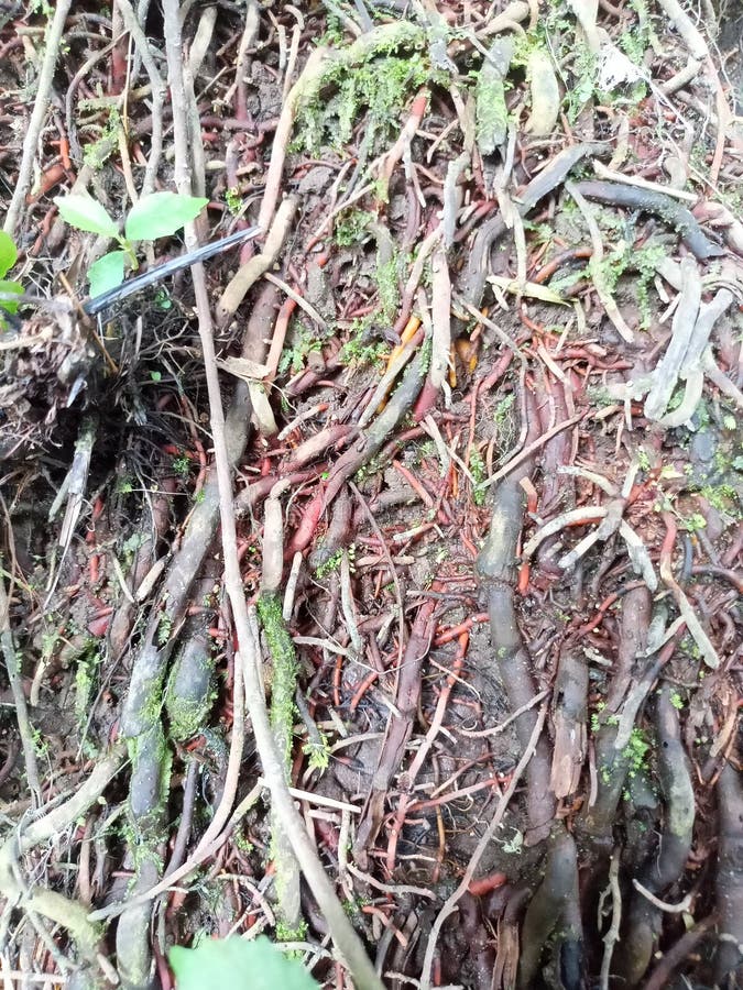 Creative Layout Made of Tree Roots. Nature Concept Stock Image - Image ...