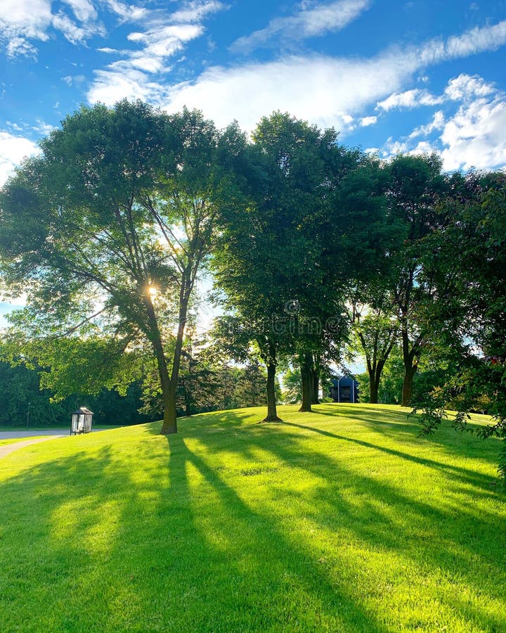 Creative Layout Made of Trees in the Daytime. Lay Flat. Nature Concept ...