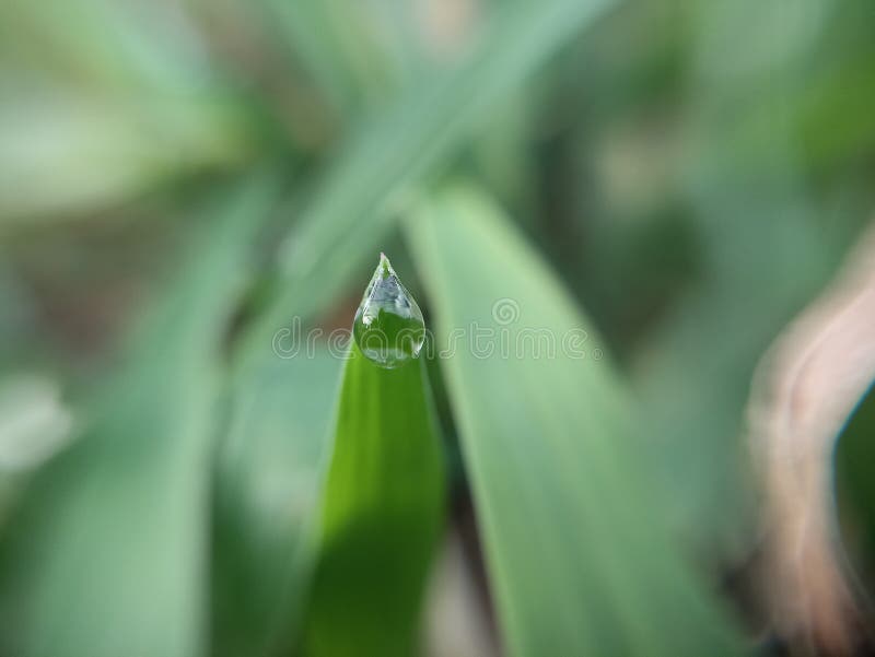Creative Layout Made of Water Drop on the Green Leaves in the Garden ...
