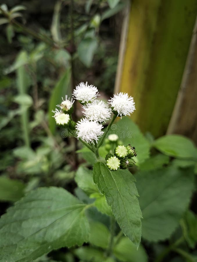 Creative Layout Made of White Flower on Garden Stock Image - Image of ...