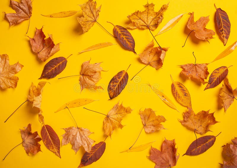 Creative Layout Pattern from Made of Dry Autumn Willow, Maple and Other ...