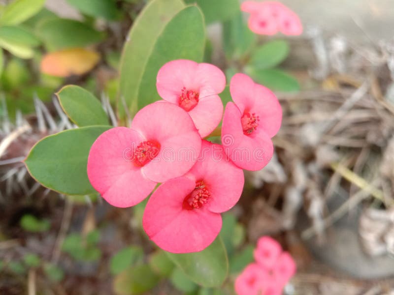 Creative Layout of Ping Flower Flat in Macro Concept Stock Image ...