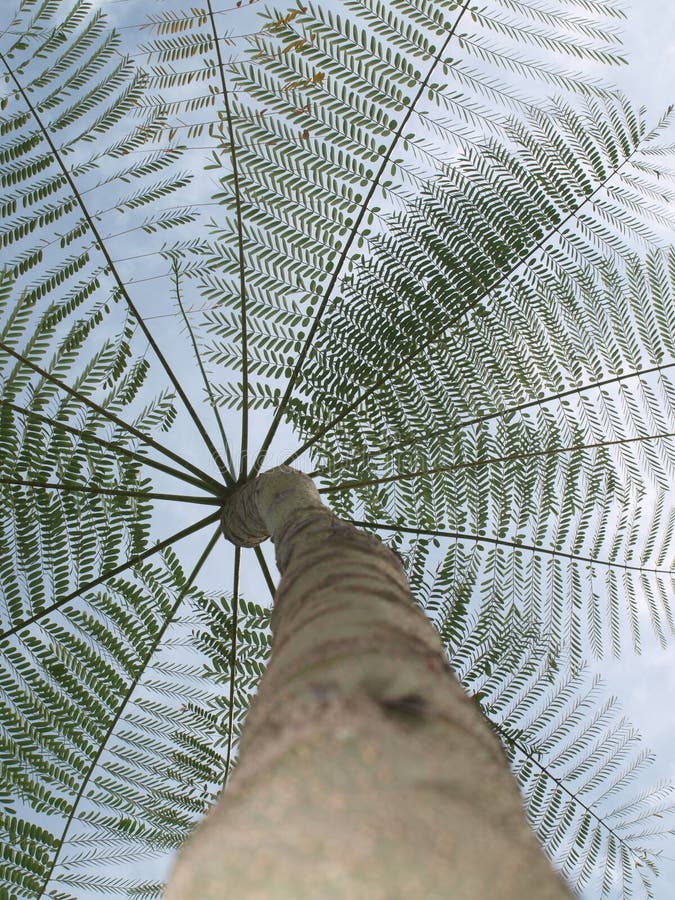 Creative Layout of Tall Tree with Green Leaves Stock Photo - Image of ...