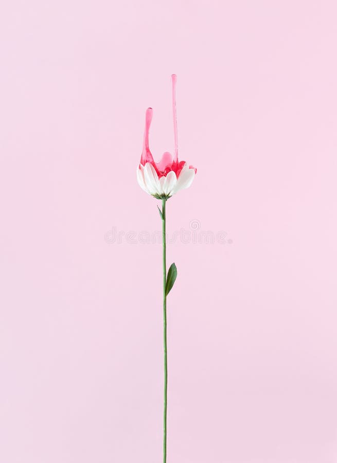 Creative Layout with White Daisy Flower and Slime. Creative Nature ...