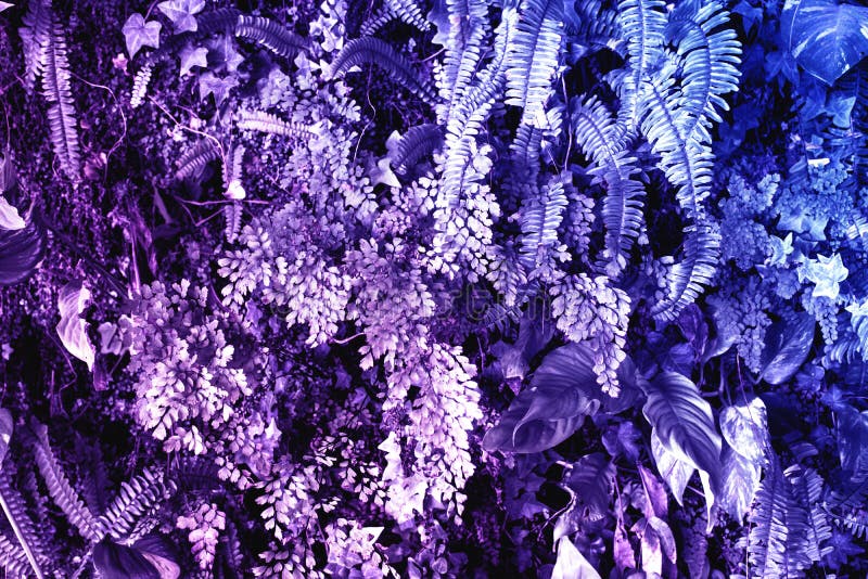 Creative leaf surface stock photo. Image of leaf, detail - 175258940