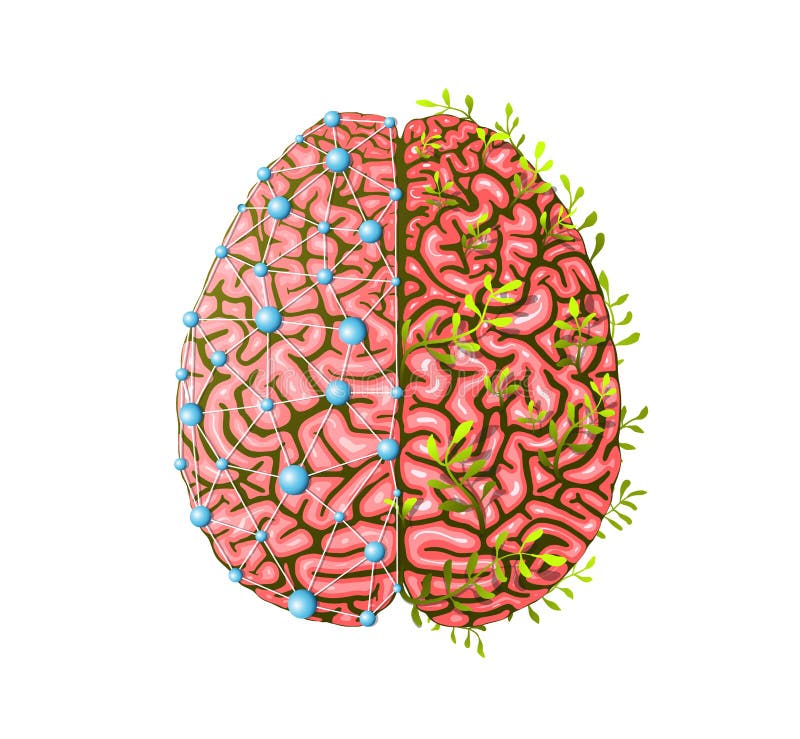 Creative and Logical Human Brain Parts Development Stock Vector ...