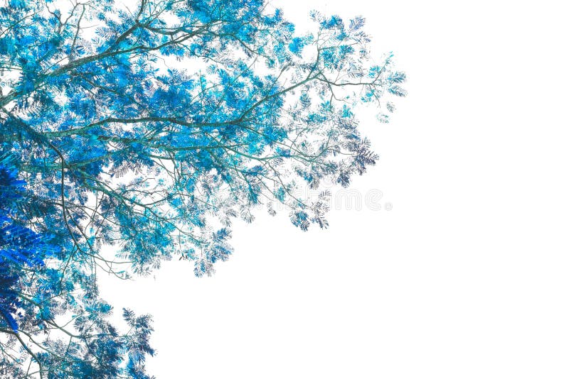 Creative Made Beautiful Blue Leaf Tree . Retro Blue Color Tone of Leaf ...