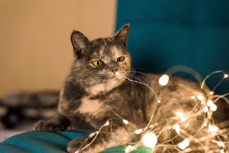 Creative Magic Cat with Garlands for Baptism. Light Bokeh Background ...