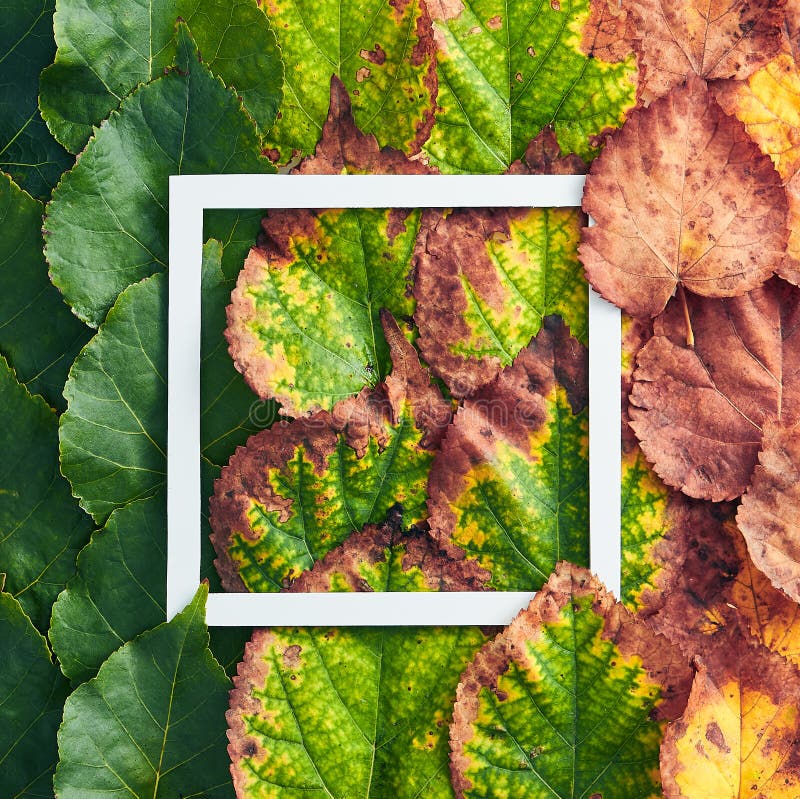 Creative Minimal Autumn Concept Stock Image - Image of fall, background ...