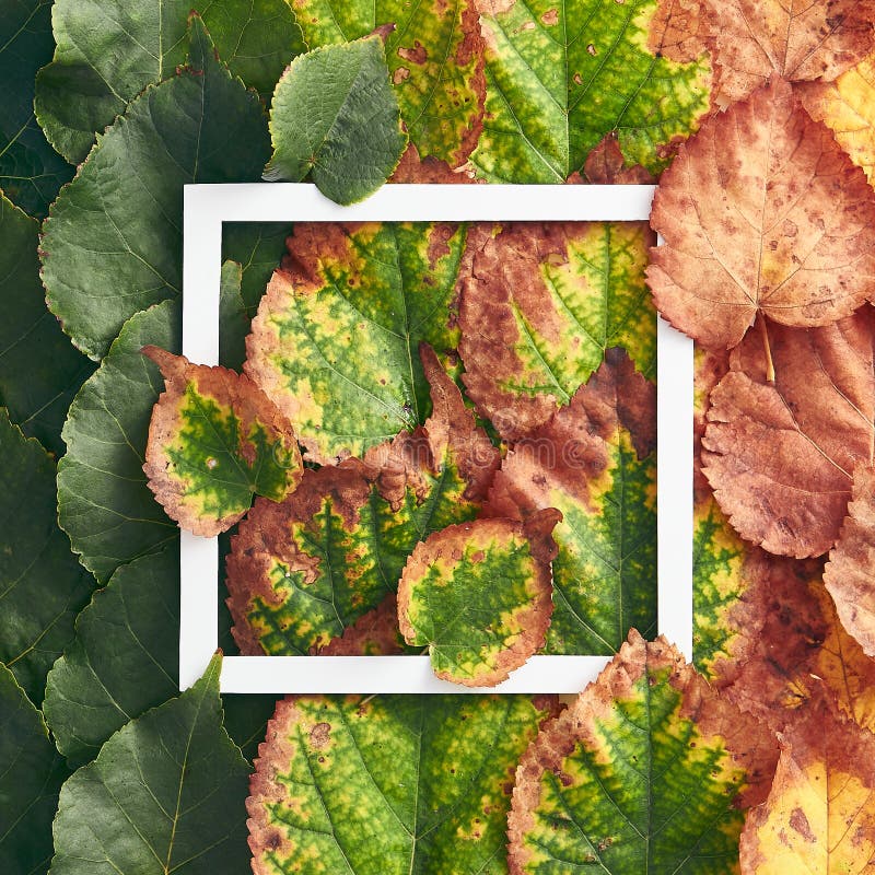 Creative Minimal Autumn Concept. Frame Made of Green and Red Autumn ...