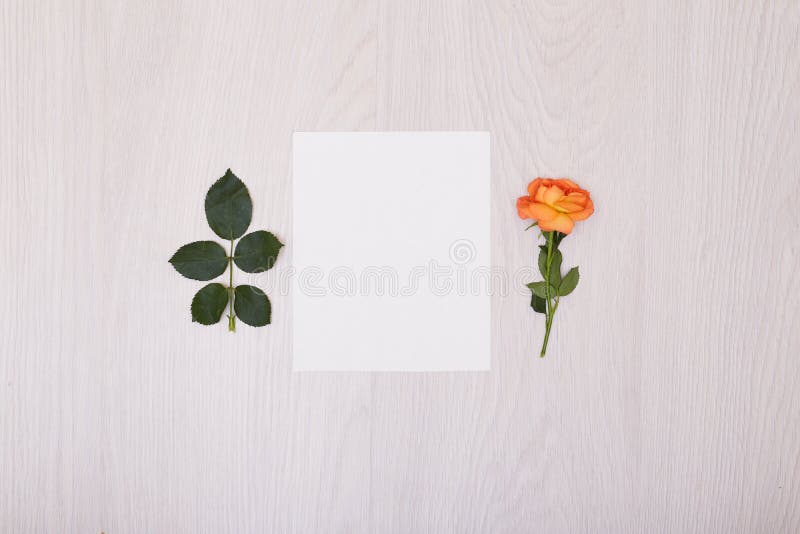 Creative Mock Up with a Card and Orang Rose. Empty Sheet of Paper ...
