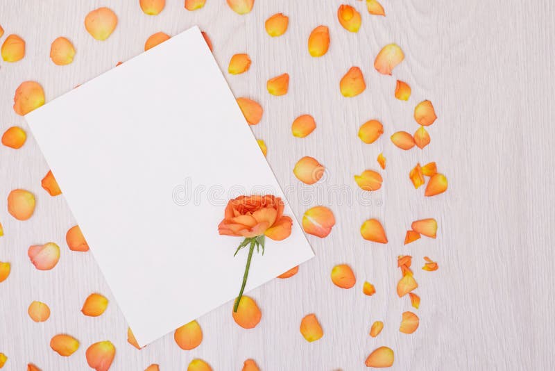 Creative Mock Up with a Card and Orang Rose. Empty Sheet of Paper ...