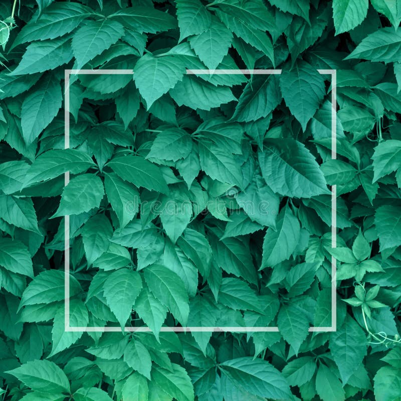 Creative Mock Up with Square Frame for Text on Overlapped Grape Leaves ...