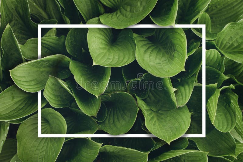 Creative Nature Background. Green Leaves. Minimal Layout. White Paper ...