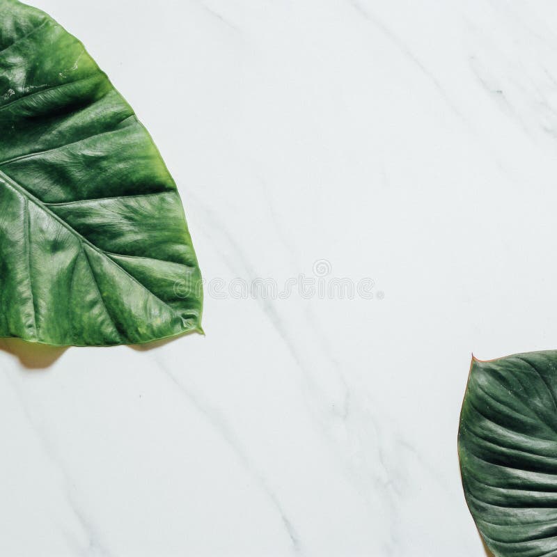 Creative Nature Layout Made of Tropical Leaves and Flowers. Flat Lay ...